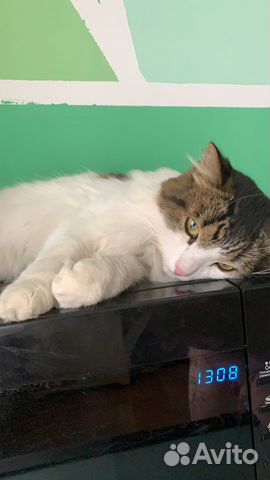 Коты
