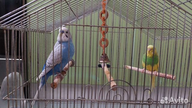 Волнистые попугаи с клеткой бесплатно