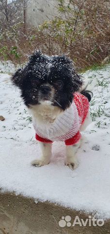 Пекинес мальчик 2,5 мини вязка