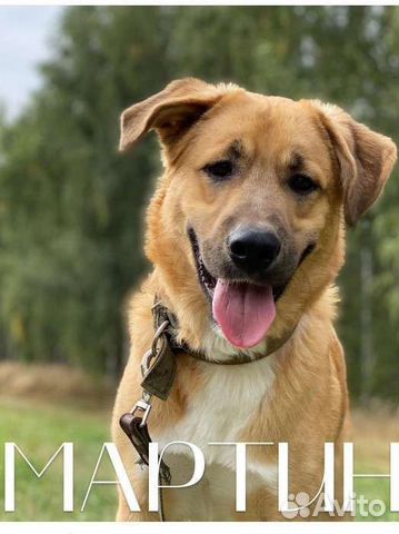 Собака Мартин