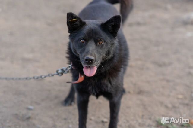 Умный брюнет (собака) ищет дом