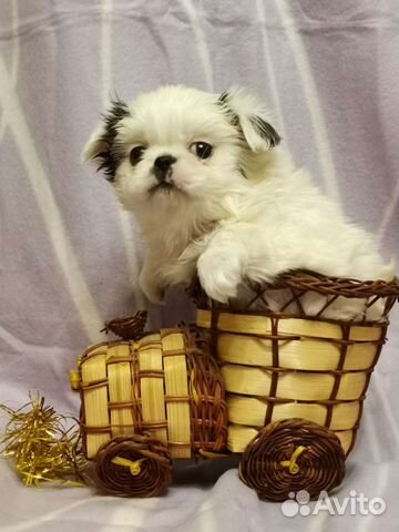 Японский хин мальчик