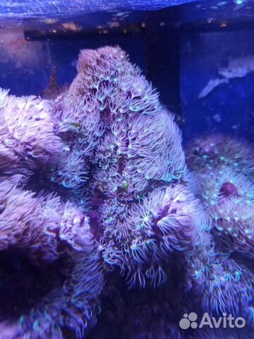 Коралл клавулярия