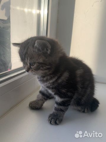 Британские котята