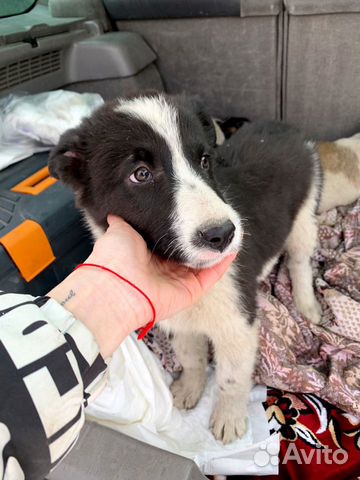 Щенок Чарли