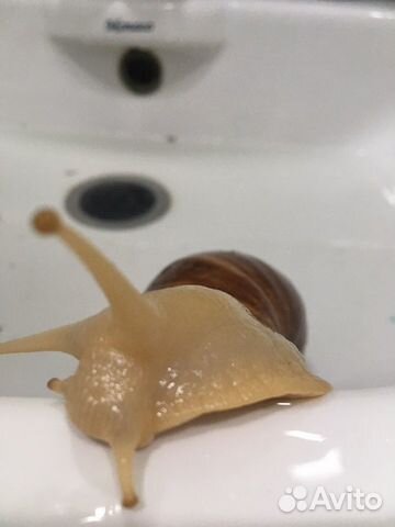 Продаются улитки Ахатина