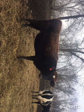 Стельные телки