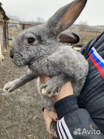 Калифорнийские кролики