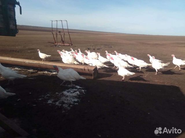 Продаются индюки