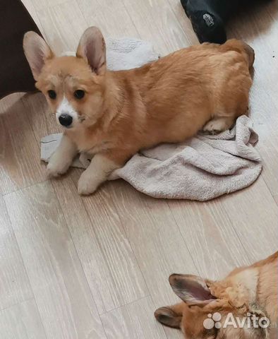 Девочка Вельш-корги пемброк