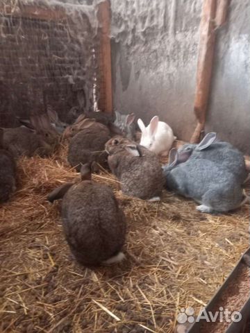 Кролики фландеры