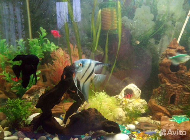 Аквариум