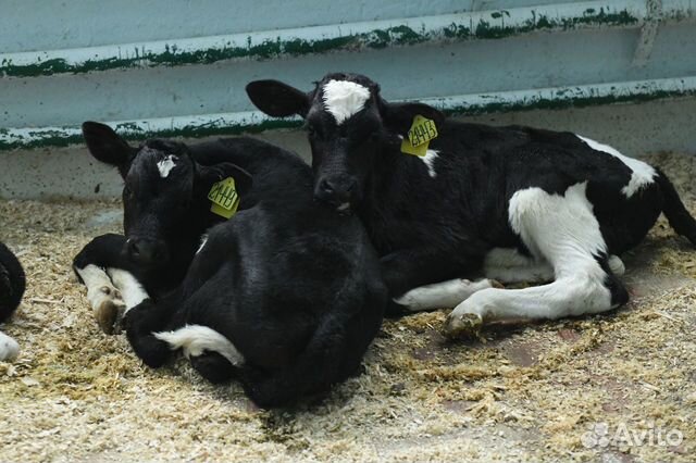 Бычки и телки