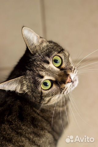 Кошка Тайра в добрые руки