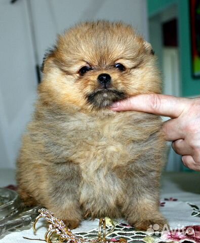 Шпиц - домой