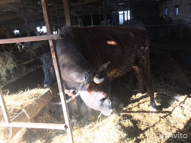 Бык на племя