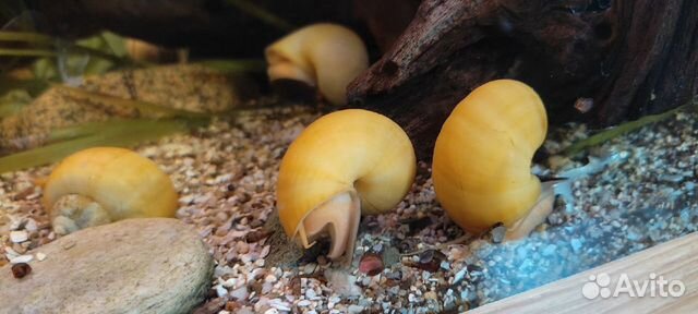 Улитки ампулярии