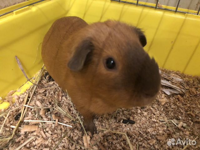 Морская свинка калифорния мальчик с клеткой