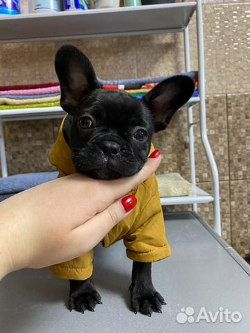 Французский бульдог щенки