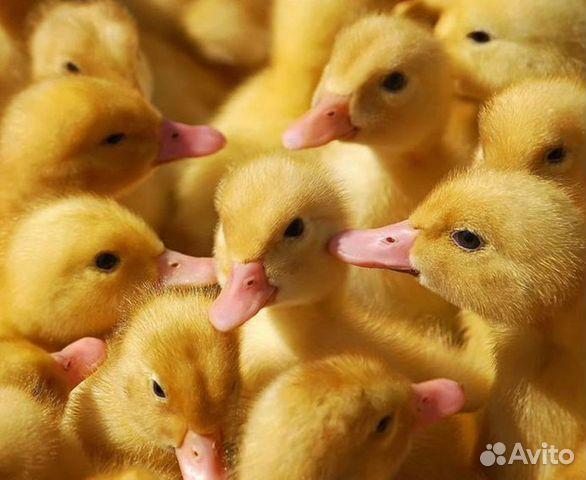 Бойлерная утка st 5 и муларды