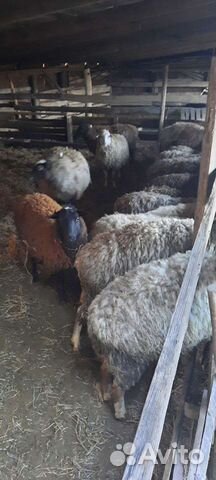 Матки котные