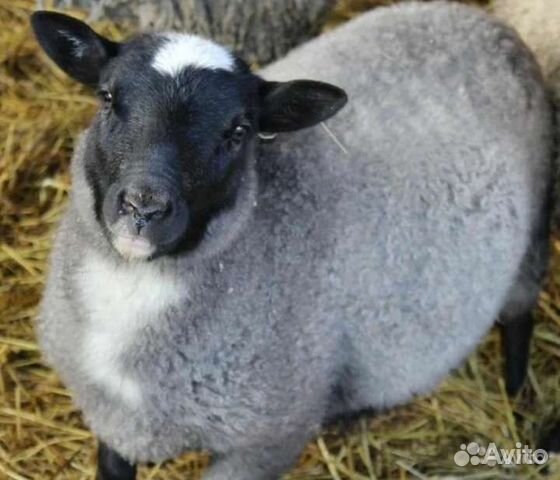 Баранчик 3,5 месяца романовской породы