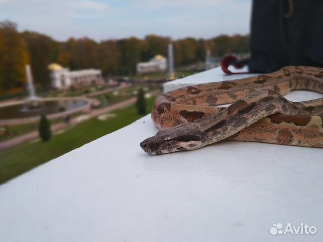 Императорский удав