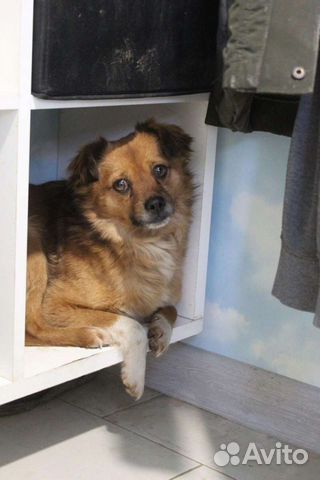 Тобик ищет дом