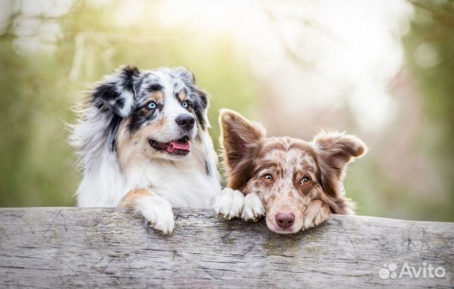 Породистые собаки. Ищем дом