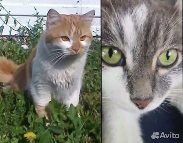 Милашки ищут семью sos