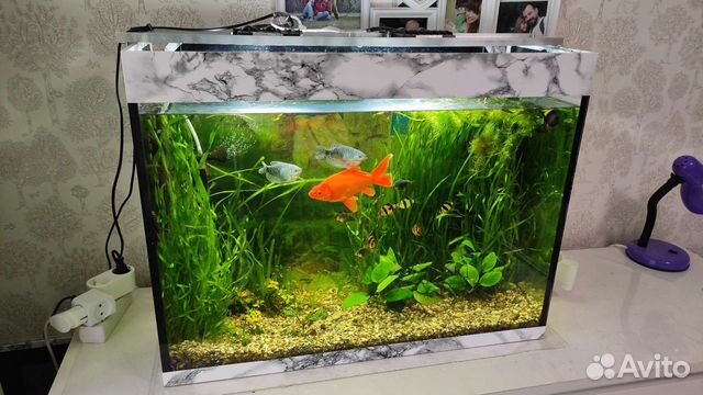 Аквариум 100 литров, плюс всё, плюс умный свет