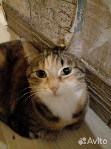 Кошка Леля и кот Миша