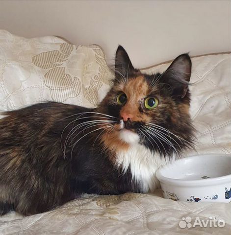 Пушистая трёхцветная кошка Фиби 1,5 года в дар