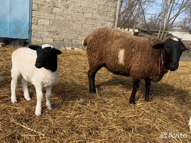 Ярочки дорпера