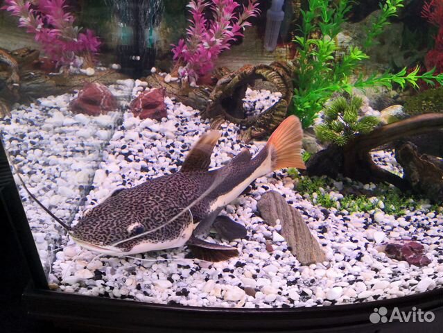 Краснохвостый сом