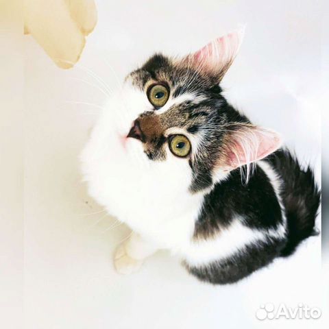 Котёнок девочка фенотип сибирской породы