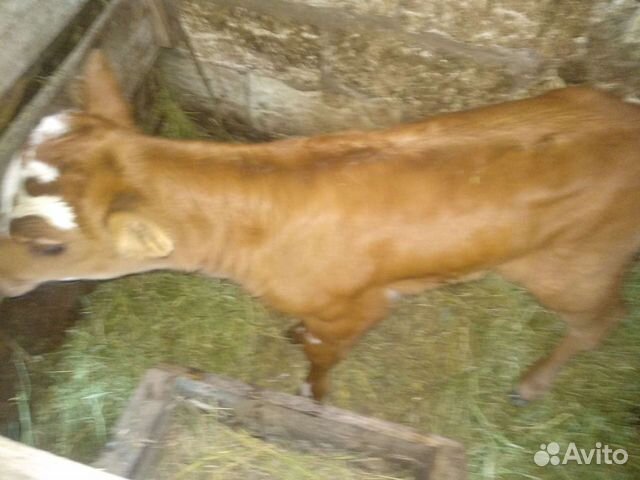 Продается телочка