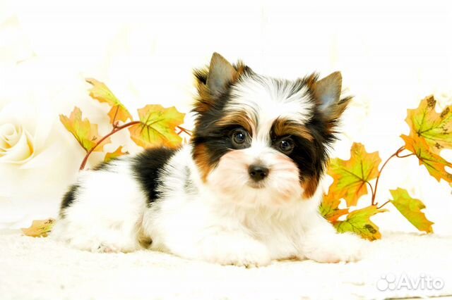 Бивер, мальчик мелкий стандарт