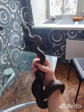 Императорский удав