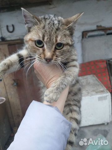 Маленький котенок,которого прячут от собак