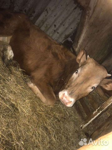 Телка 9 месяцев