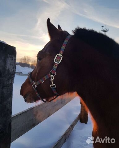 Лошадь (мерин) 2015 года