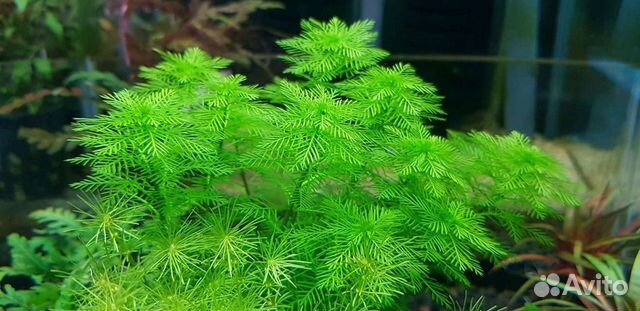 Перистолистник матогросский зеленый