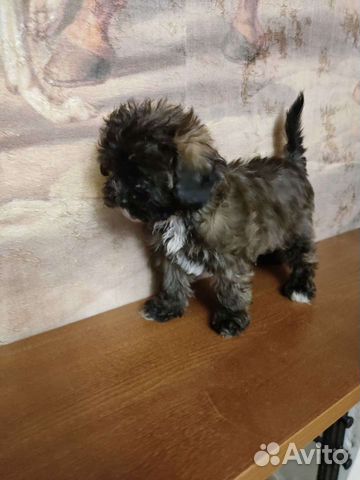 Собаки щенки мальтипу