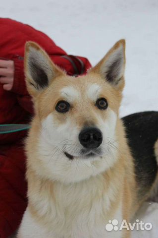 Пёс Патрик ищет дом