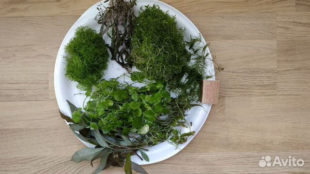 Аквариумные рыбки и растения
