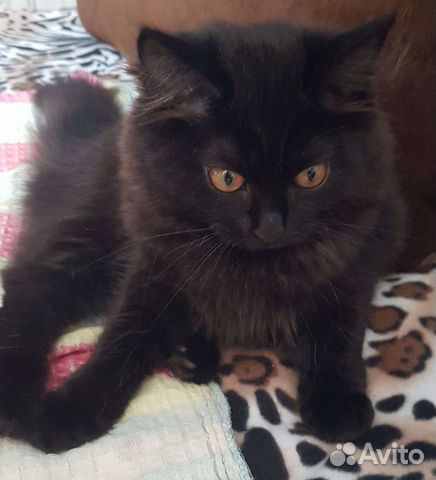 Чёрная шотландка