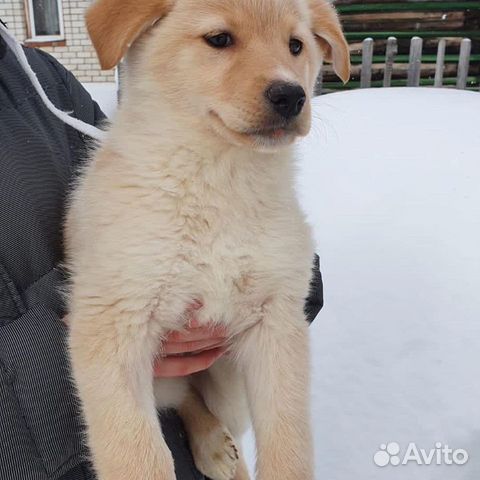 Щенки бесплатно