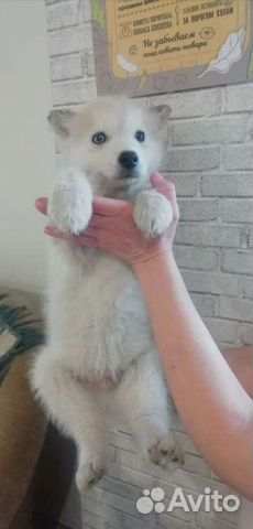 Хаски