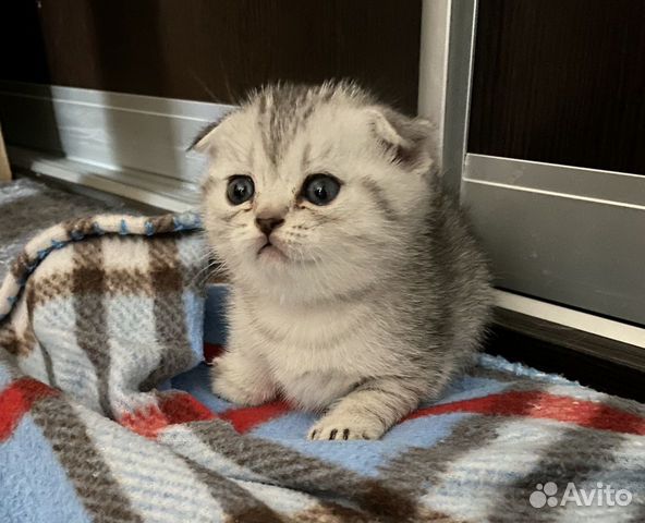 Шотландские вислоухие котята вискас